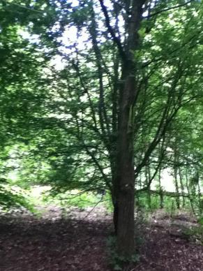 Daisy Nook Country Park - Woodland Trust