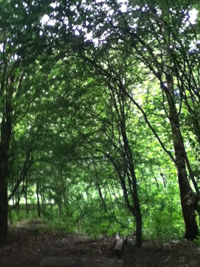 Daisy Nook Country Park - Woodland Trust