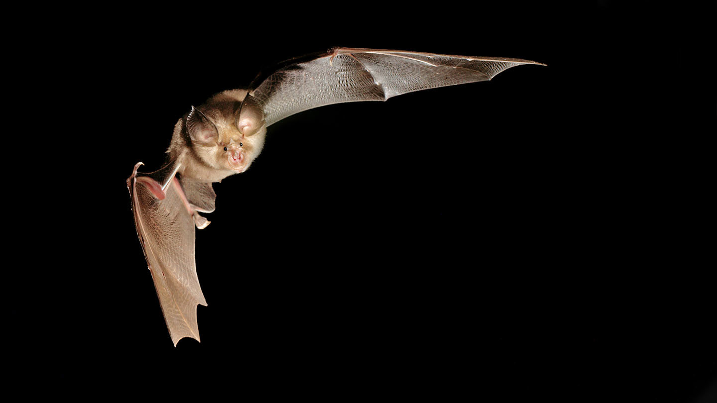 Why bats need woods and trees - Woodland Trust