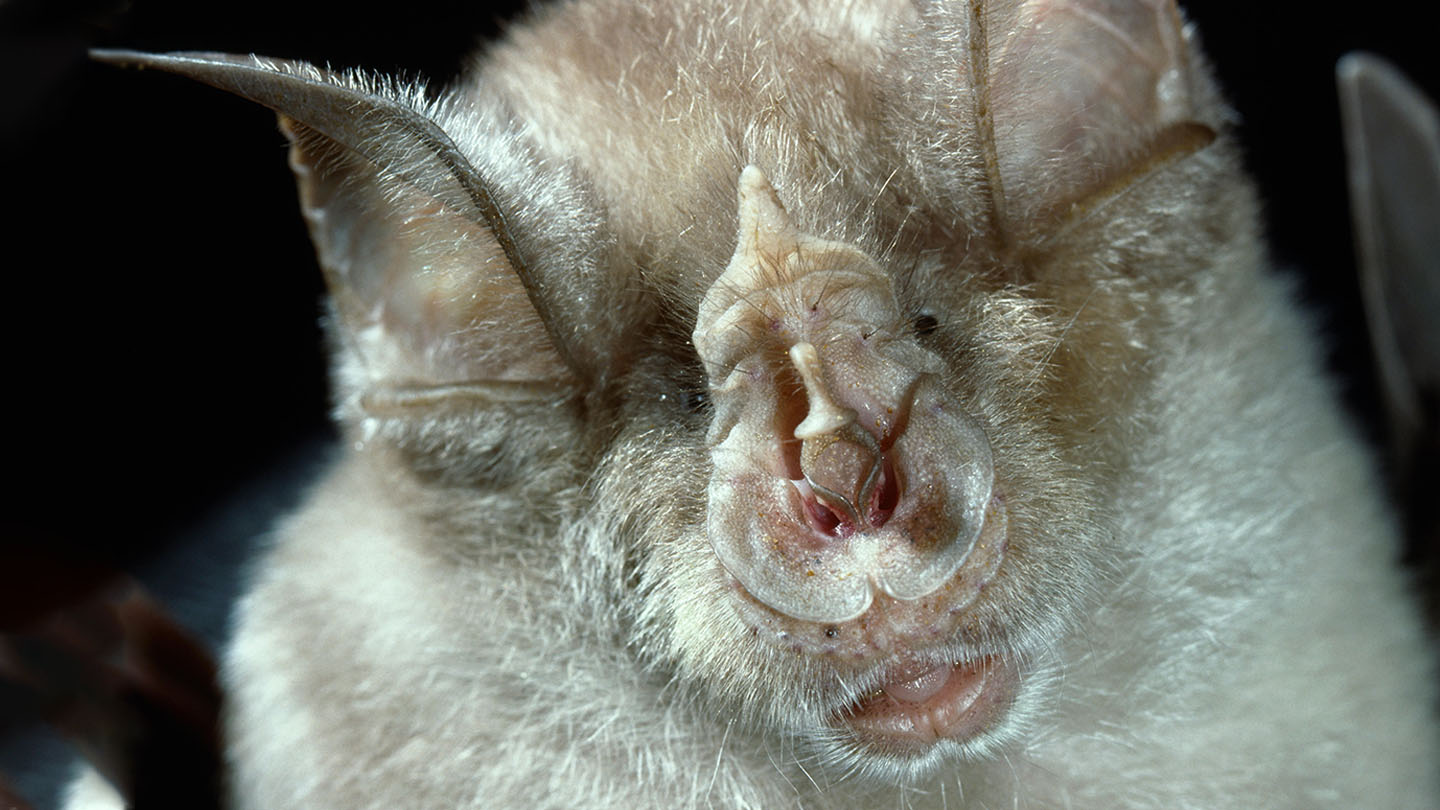 Greater Horseshoe Bat (R. ferrumequinum) - Woodland Trust