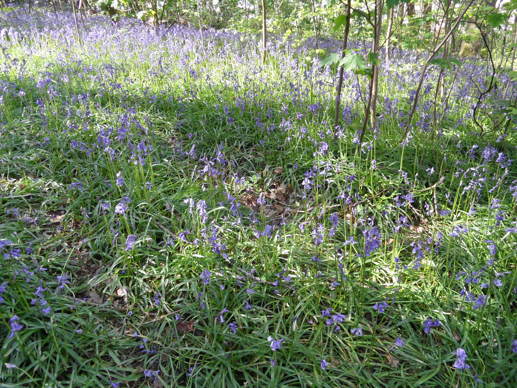 Radford Woods - Woodland Trust