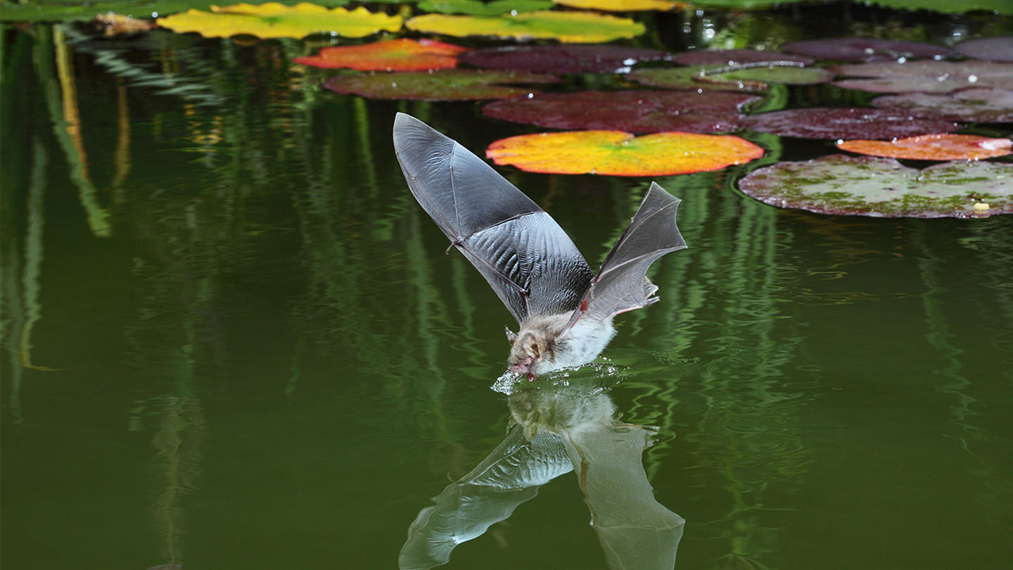 Natterer’s Bat (Myotis nattereri) - Woodland Trust