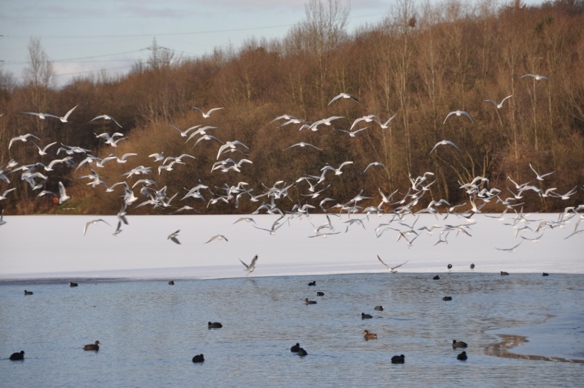 Clifton Country Park - Woodland Trust