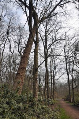Worsley Wood - Woodland Trust