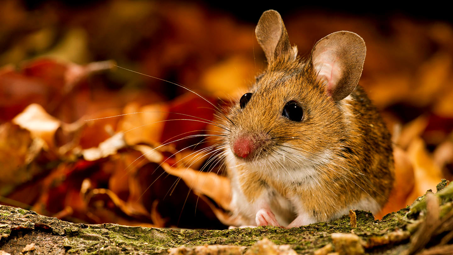 House Mouse or Field Mouse? Types of Mice - Woodland Trust