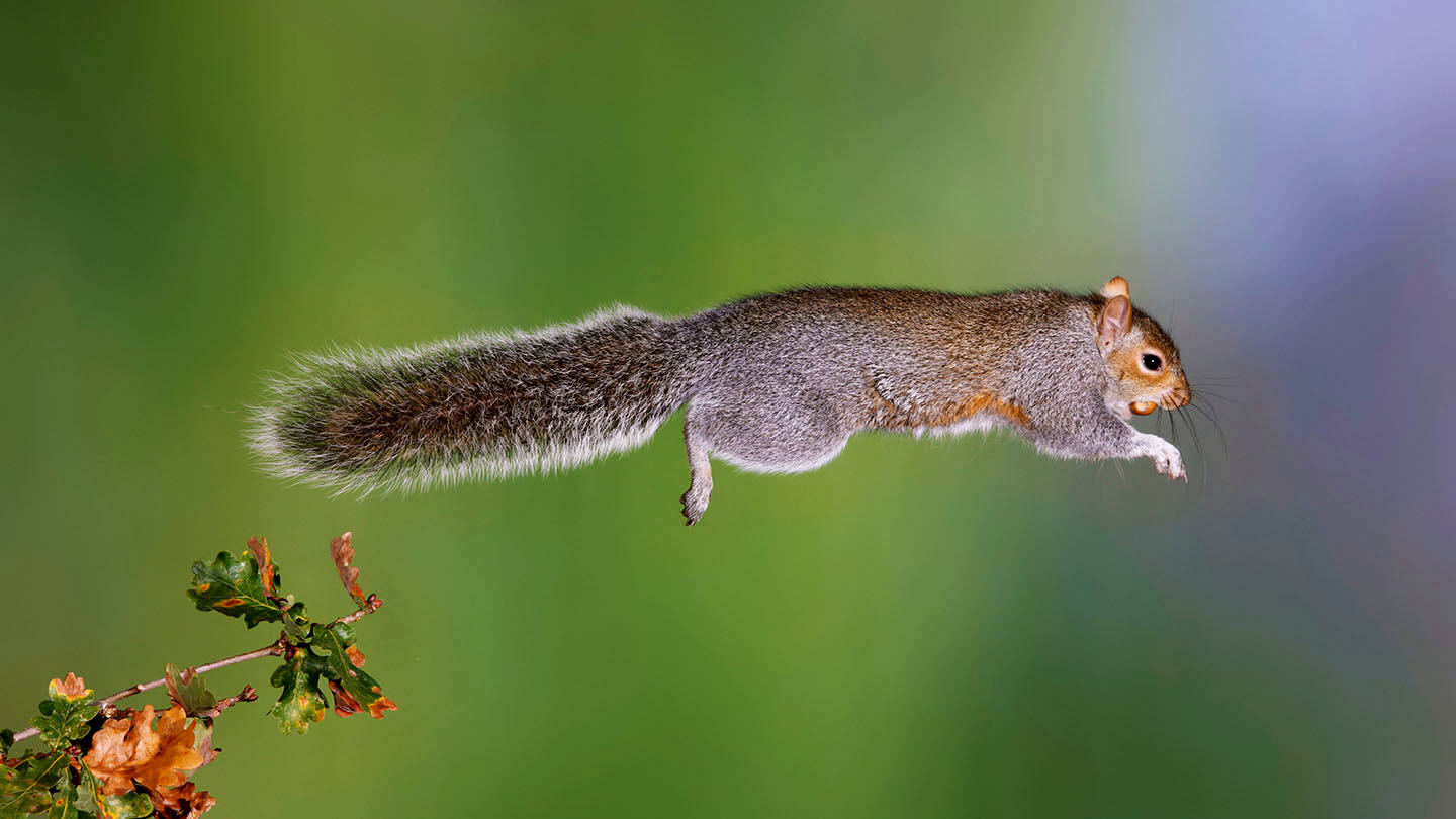 Grey Squirrel (Sciurus carolinensis) - Woodland Trust