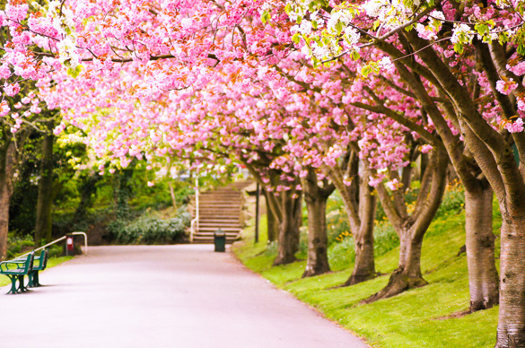 Crookes Valley Park Wood - Woodland Trust