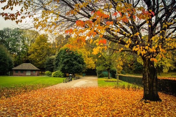 Crookes Valley Park Wood - Woodland Trust