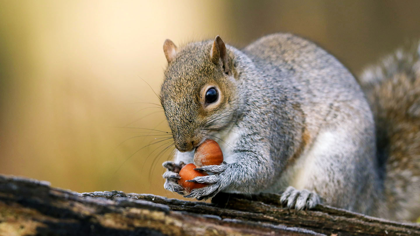 Grey Squirrel Sciurus Carolinensis Woodland Trust
