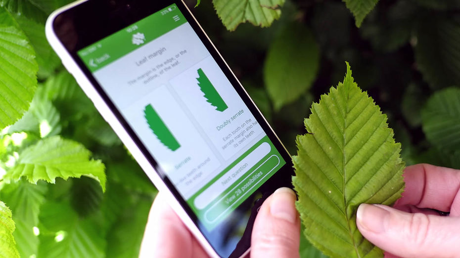 Summer Tree ID Quiz: Name Nine Trees - Woodland Trust