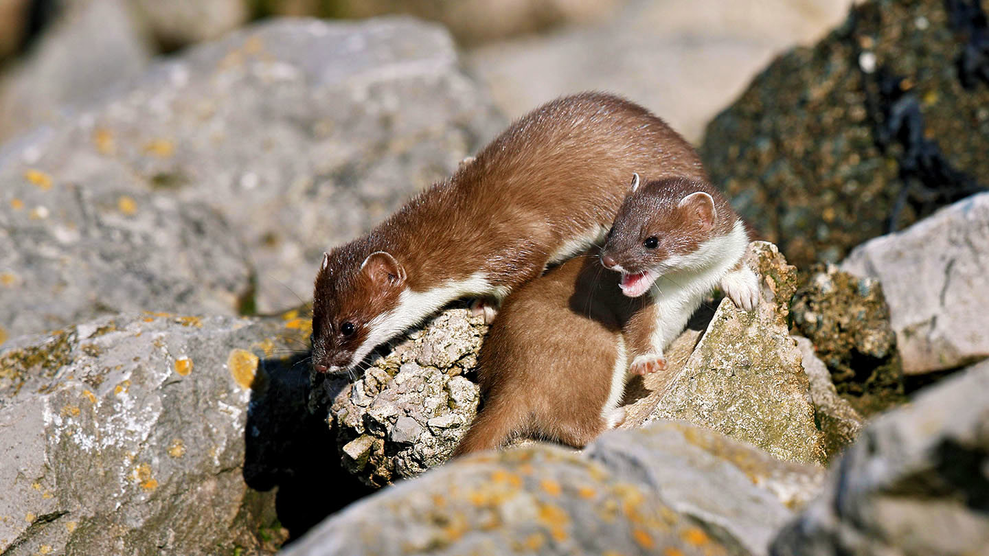 Stoat (Mustela erminea) - British Mammals - Woodland Trust