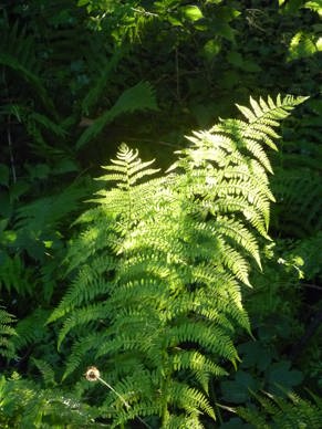 Un-named area (Tebourba Way) - Woodland Trust
