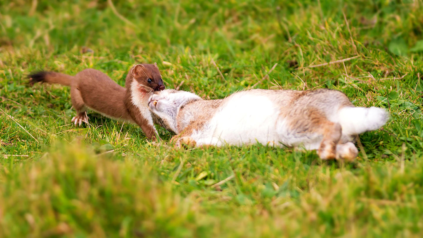 Stoat (Mustela erminea) - British Mammals - Woodland Trust