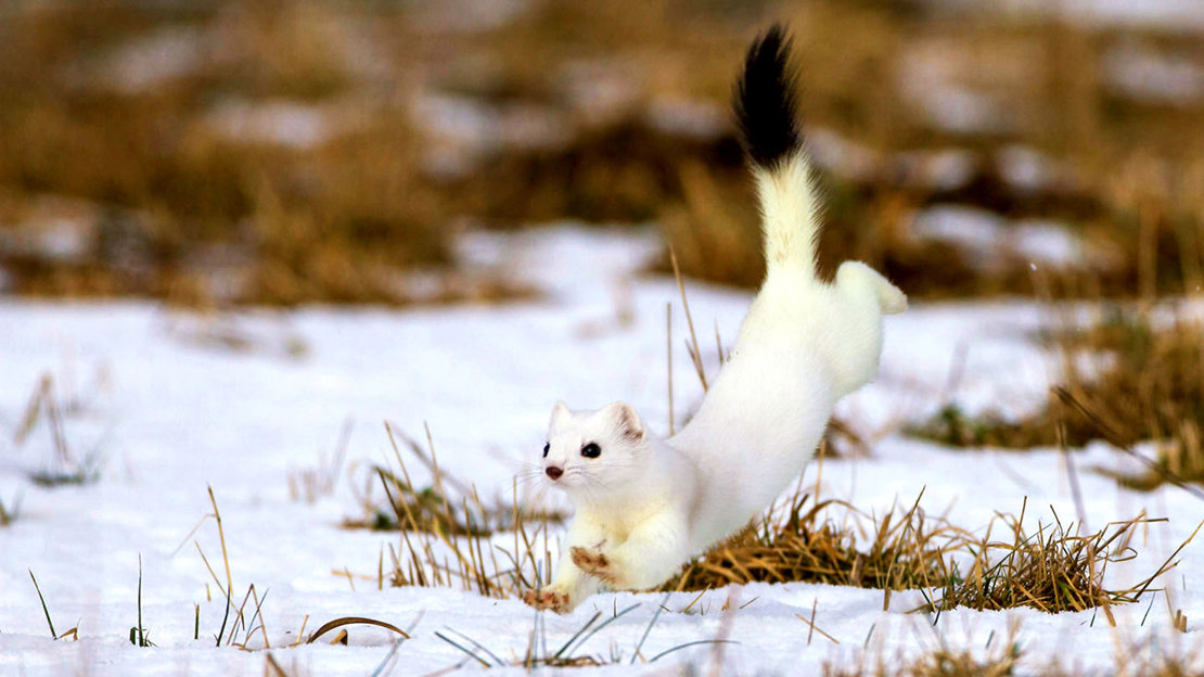 Stoat Mustela Erminea British Mammals Woodland Trust Stoat Mustela Erminea British Mammals Woodland Trust
