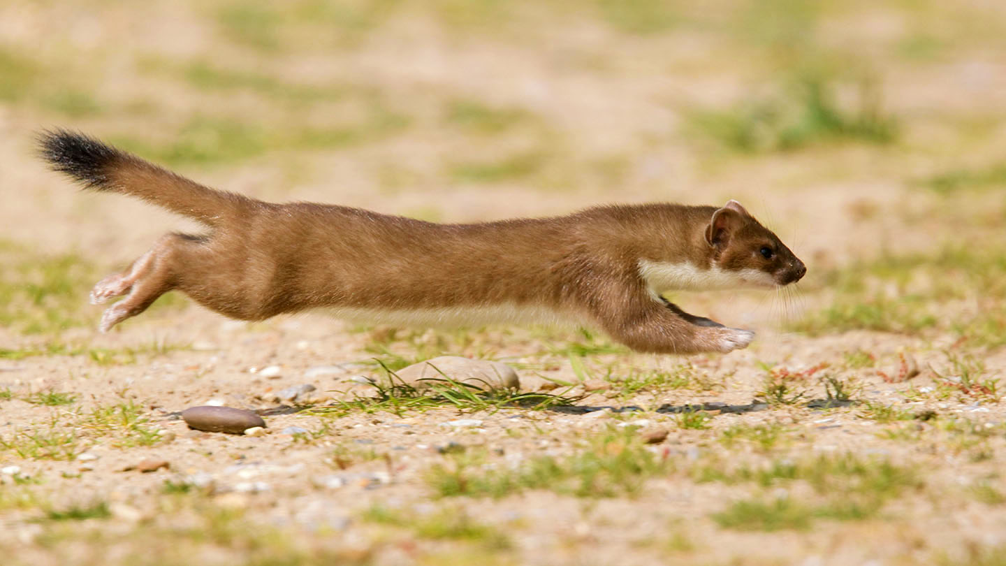 Stoat (Mustela erminea) - British Mammals - Woodland Trust