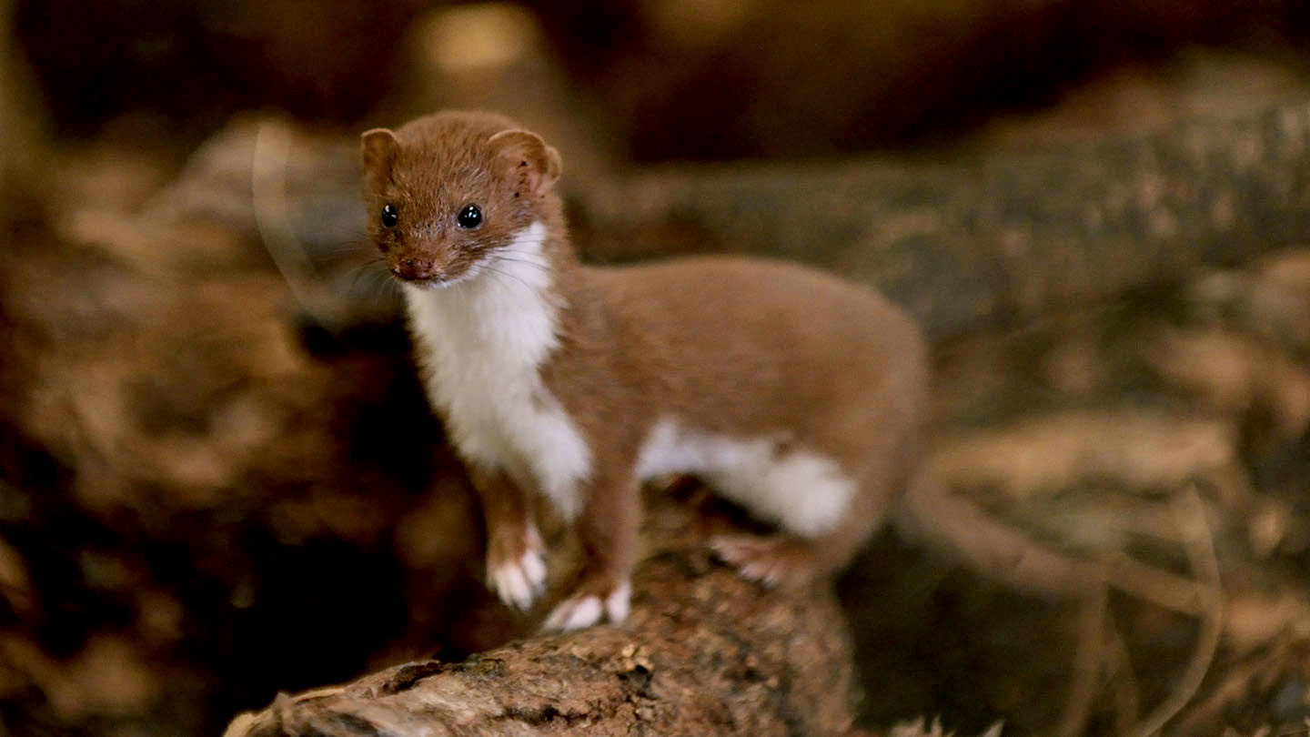 Weasel (Mustela nivalis) - British Mammals - Woodland Trust