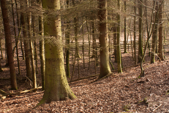 Thorpe Wood Local Nature Reserve - Woodland Trust