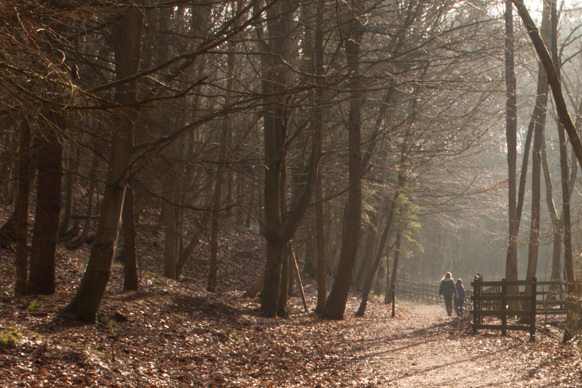 Thorpe Wood Local Nature Reserve - Woodland Trust