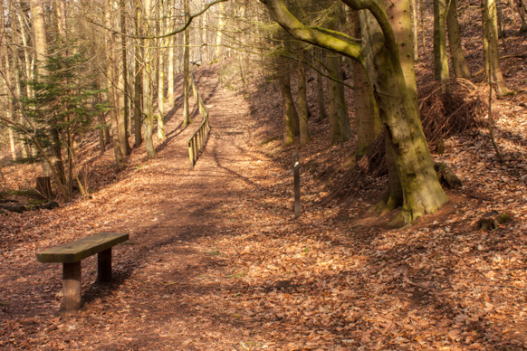 Thorpe Wood Local Nature Reserve - Woodland Trust
