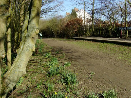 Thorpe Wood Local Nature Reserve - Woodland Trust