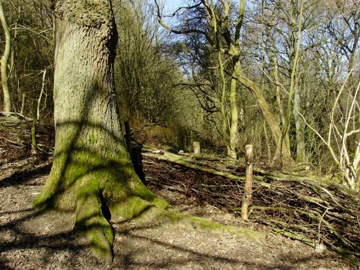 Thorpe Wood Local Nature Reserve - Woodland Trust