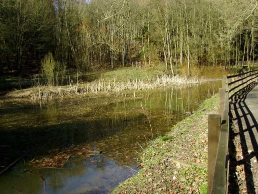 Thorpe Wood Local Nature Reserve - Woodland Trust