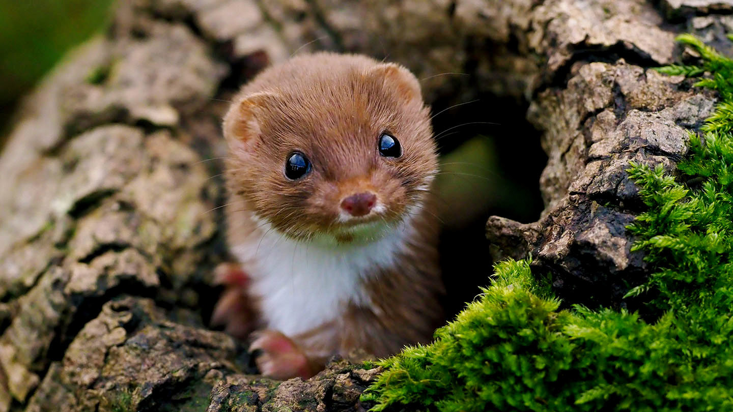Weasel (Mustela nivalis) - British Mammals - Woodland Trust