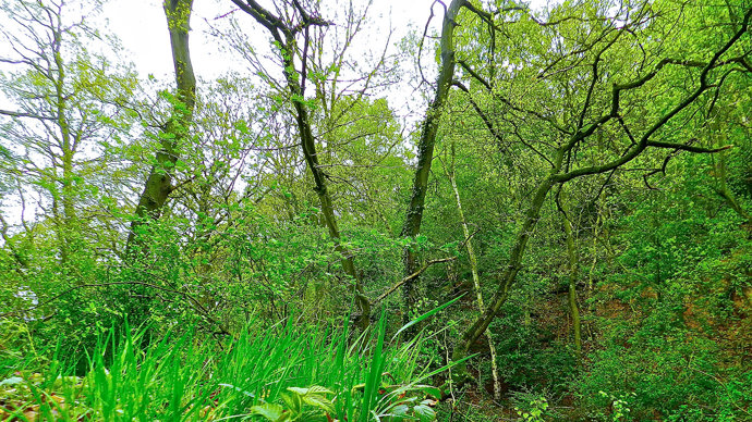 The Ercall - Woodland Trust