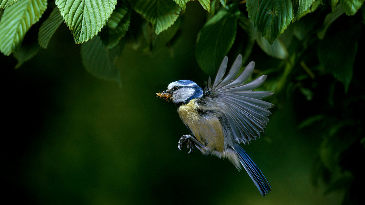 Blue Tit (Cyanistes caeruleus) - British Birds - Woodland Trust