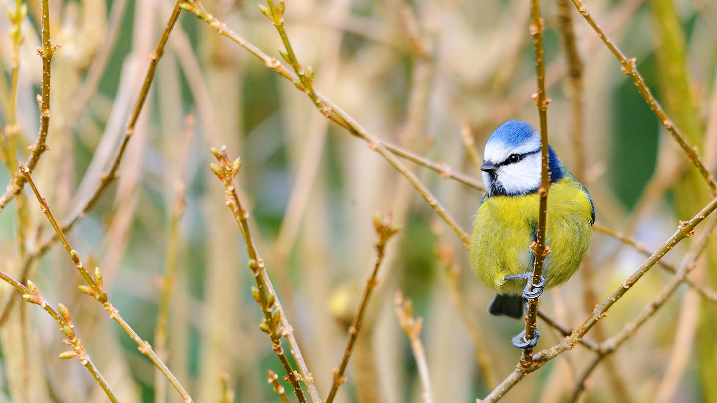 Blue Tit (Cyanistes caeruleus) - British Birds - Woodland Trust