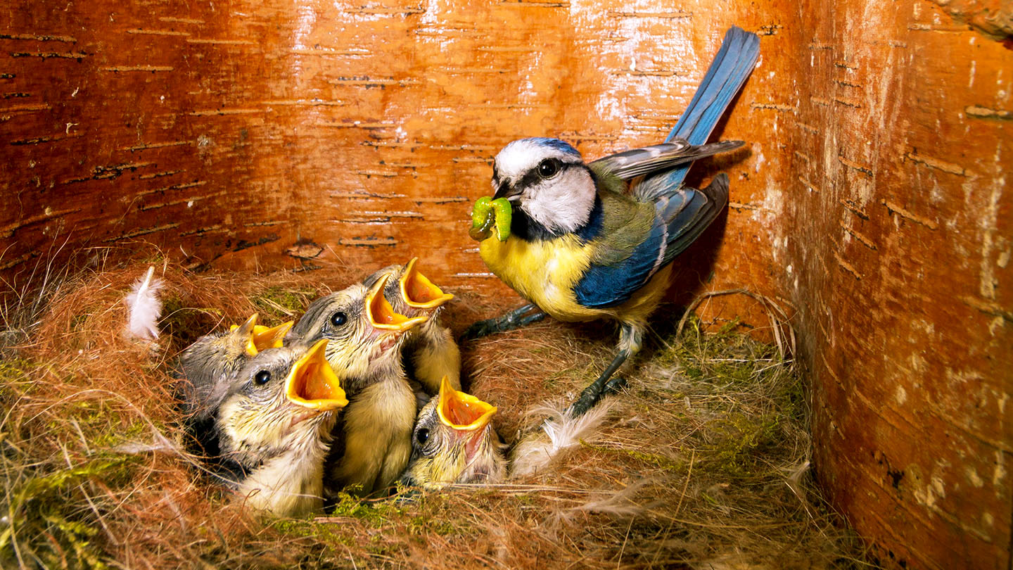 Blue Tit (Cyanistes caeruleus) - British Birds - Woodland Trust