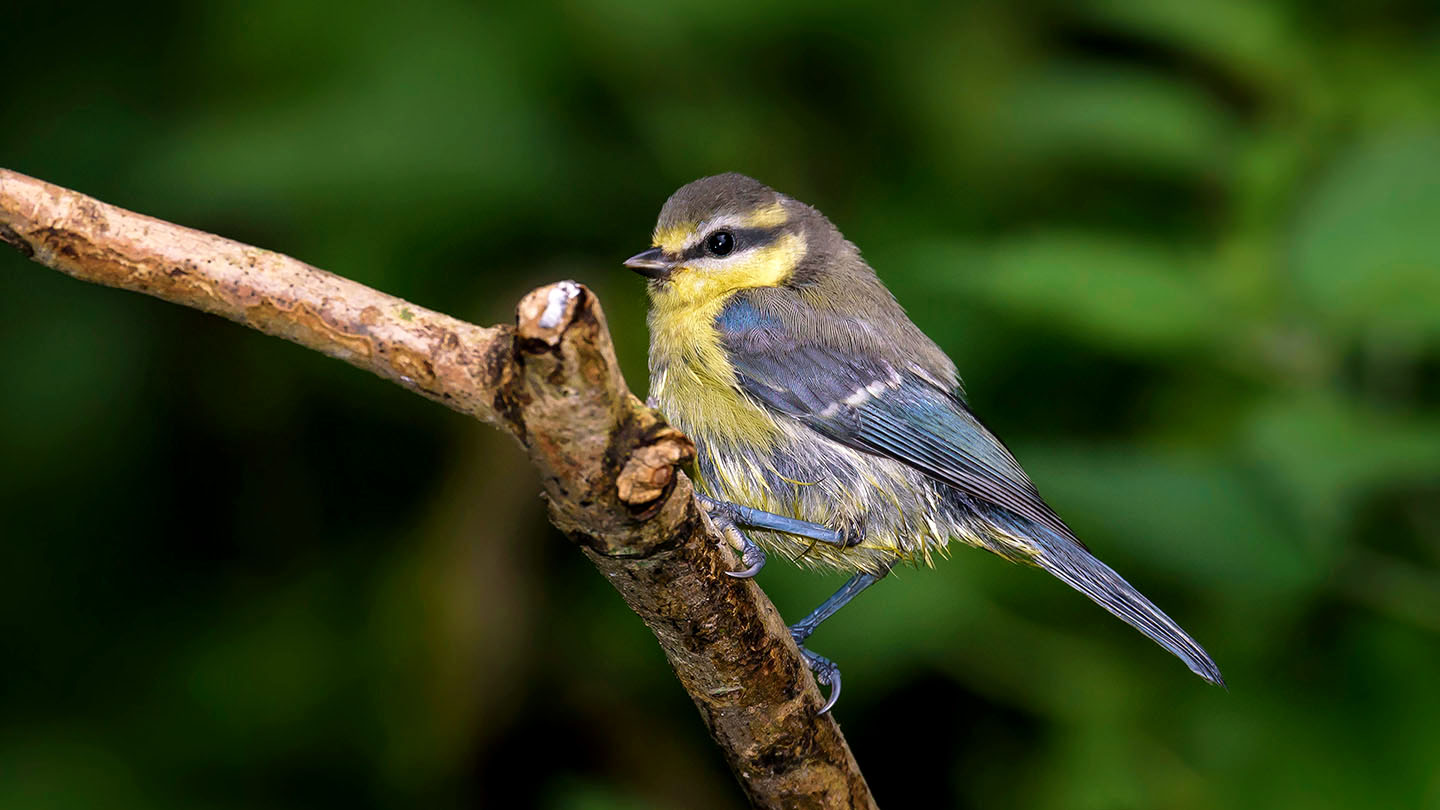 Blue Tit (Cyanistes caeruleus) - British Birds - Woodland Trust