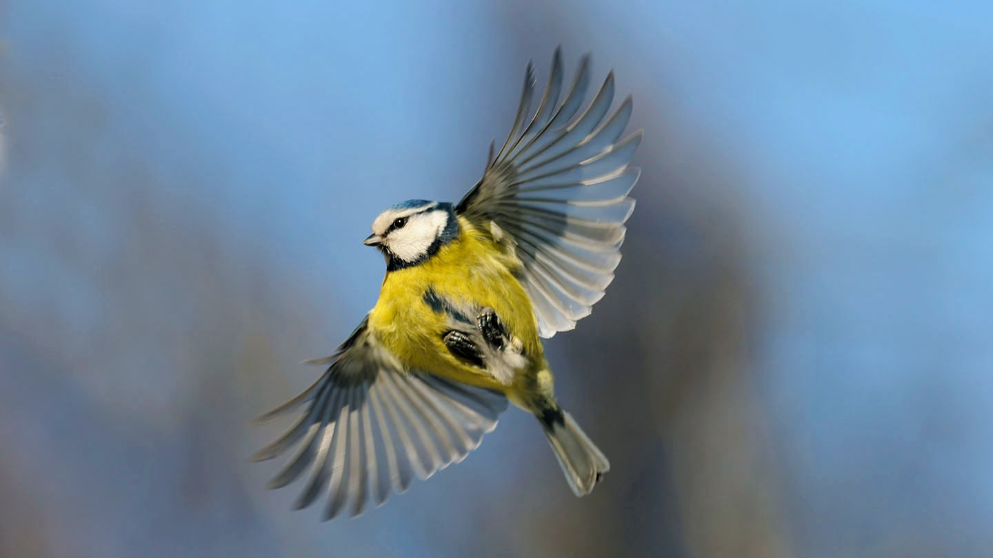 Blue Tit (Cyanistes caeruleus) - British Birds - Woodland Trust
