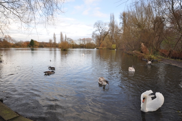 King George V Pool - Woodland Trust