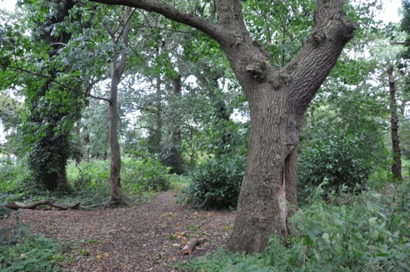 Broomwood - Woodland Trust