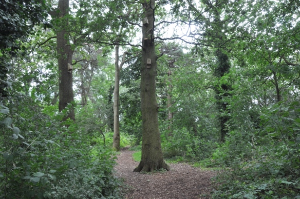Broomwood - Woodland Trust