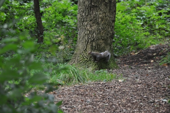 Broomwood - Woodland Trust