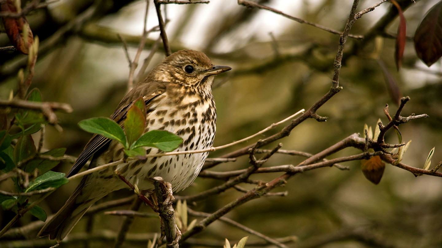 Song Thrush (Turdus philomelos) - Woodland Trust