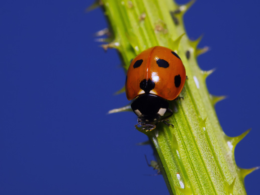 Walton Colliery Site - Woodland Trust
