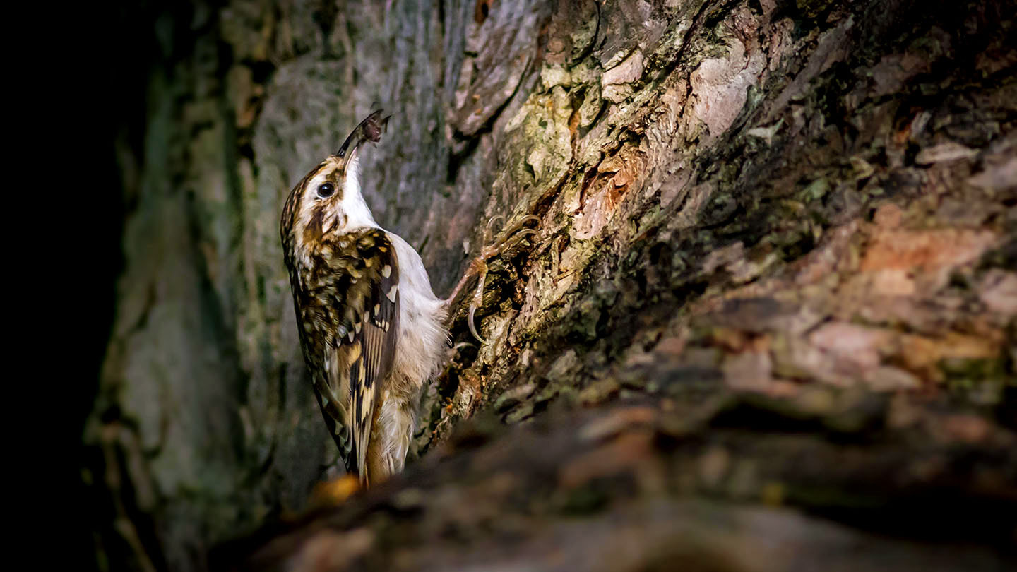Treecreeper (Certhia familiaris) - British Birds - Woodland Trust