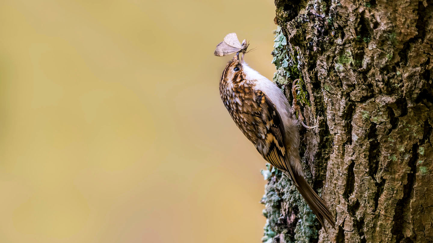 Treecreeper (Certhia familiaris) - British Birds - Woodland Trust