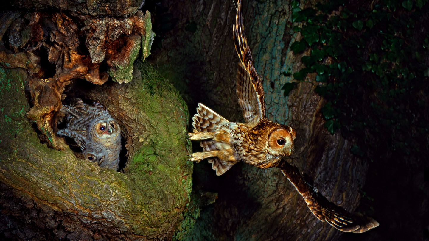 Tawny Owl (Strix aluco) - British Birds - Woodland Trust