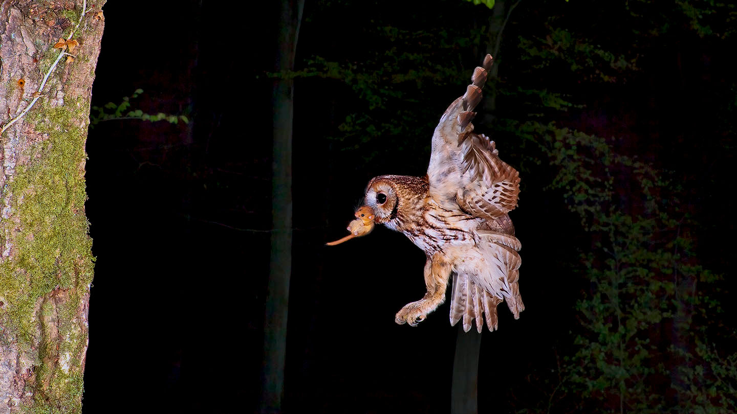 Tawny Owl (Strix aluco) - British Birds - Woodland Trust