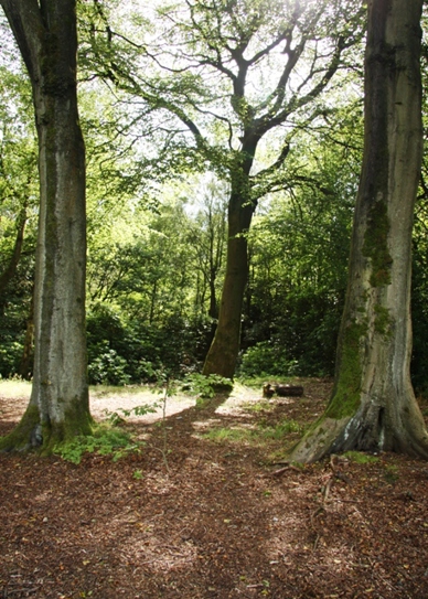 Haigh Hall Country Park - Woodland Trust