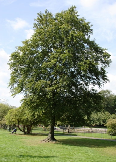 Haigh Hall Country Park - Woodland Trust