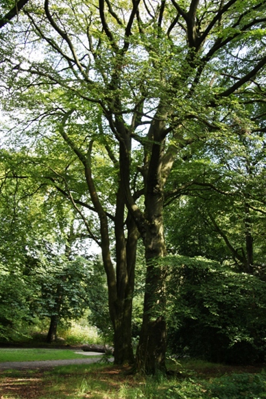 Haigh Hall Country Park - Woodland Trust