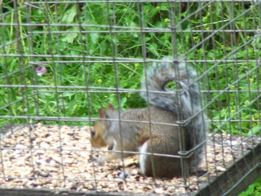 Pennington Flash Country Park - Woodland Trust