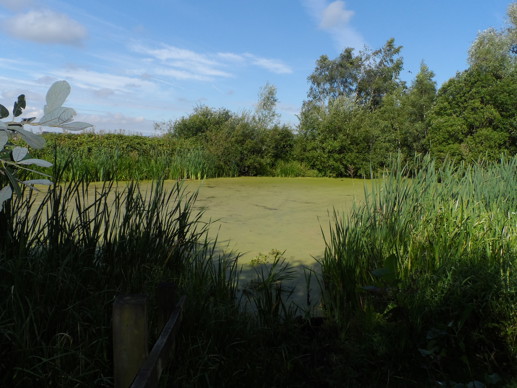 Pennington Flash Country Park - Woodland Trust