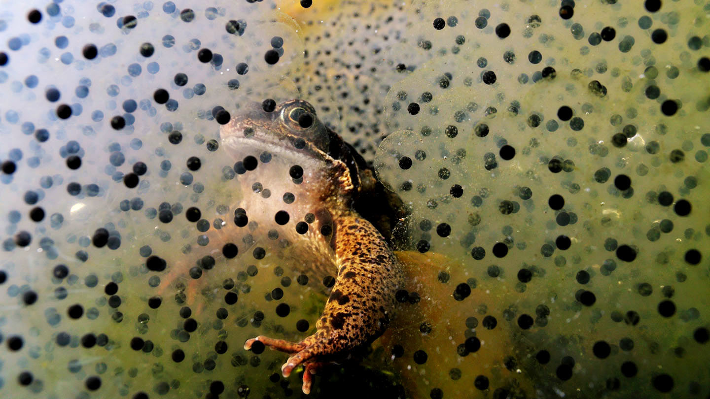 When do Frogs Spawn? And Spotting Tips - Woodland Trust