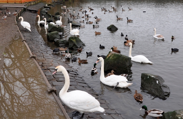 Pennington Flash Country Park - Woodland Trust